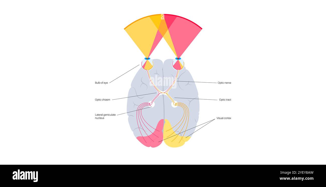 Brain diagram with labels hi-res stock photography and images - Alamy
