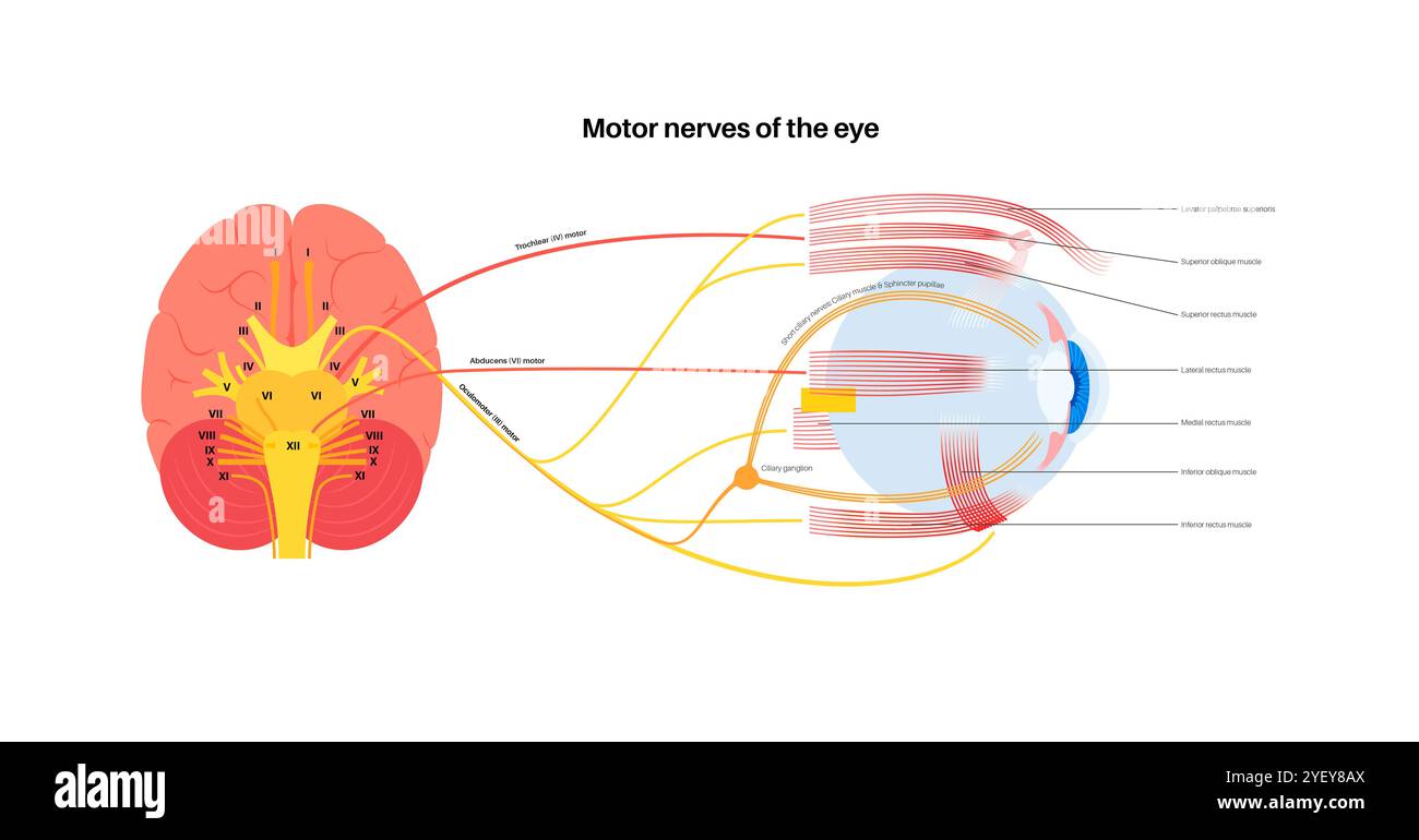 Illustration of the motor nerves of the eye, including the abducens ...