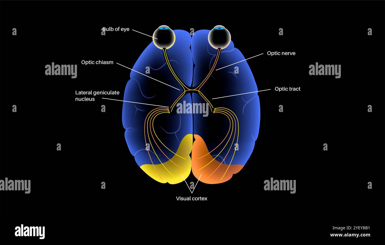 Illustration of the optic nerve anatomy. The optic nerves send visual ...