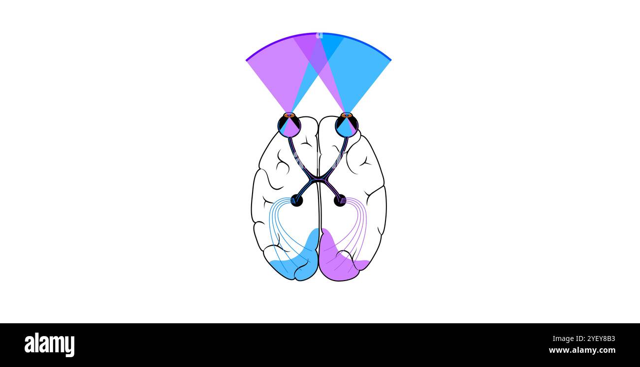 Illustration of the optic nerve anatomy. The optic nerves send visual ...