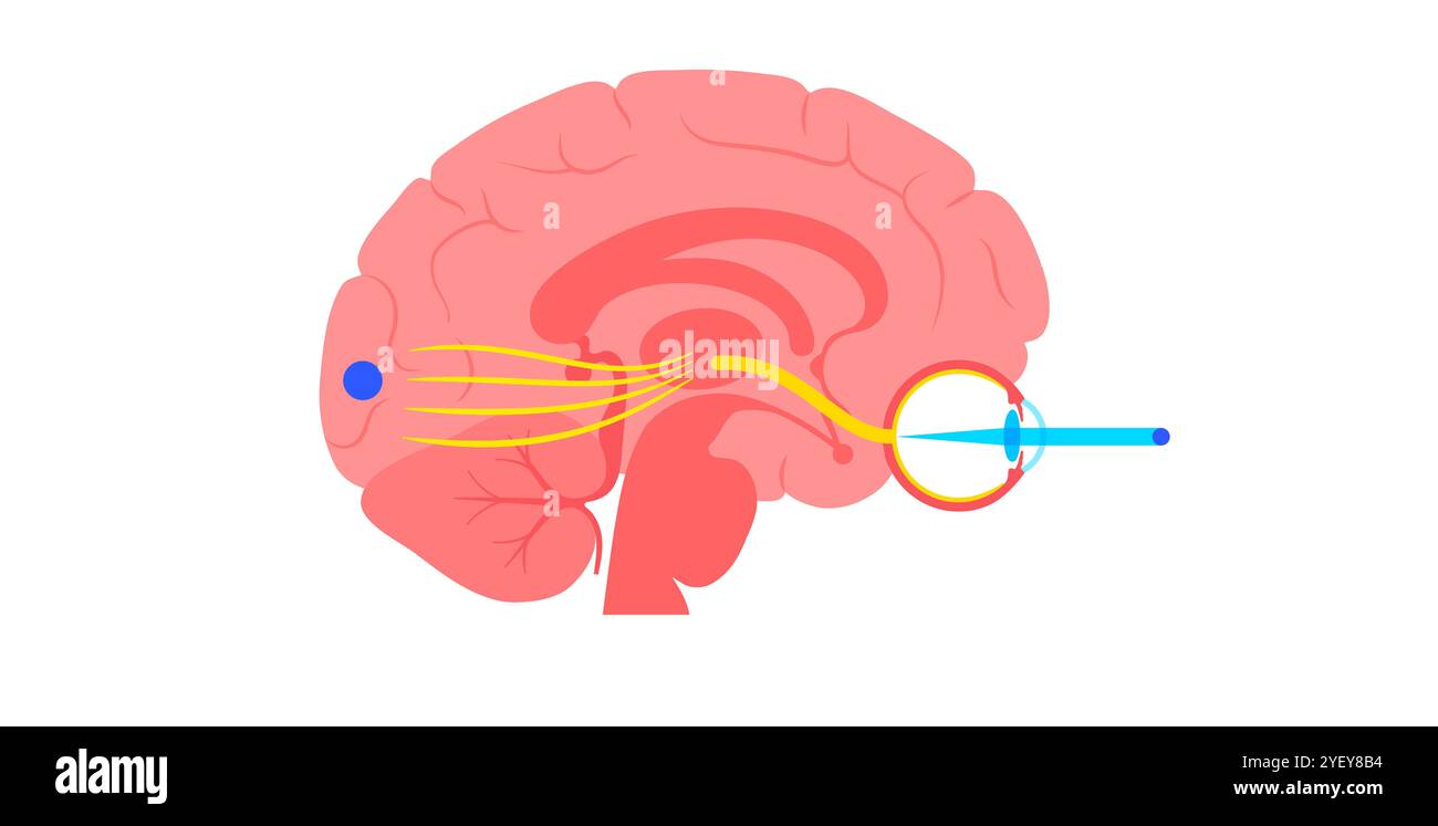 Illustration of the optic nerve anatomy. The optic nerves send visual ...