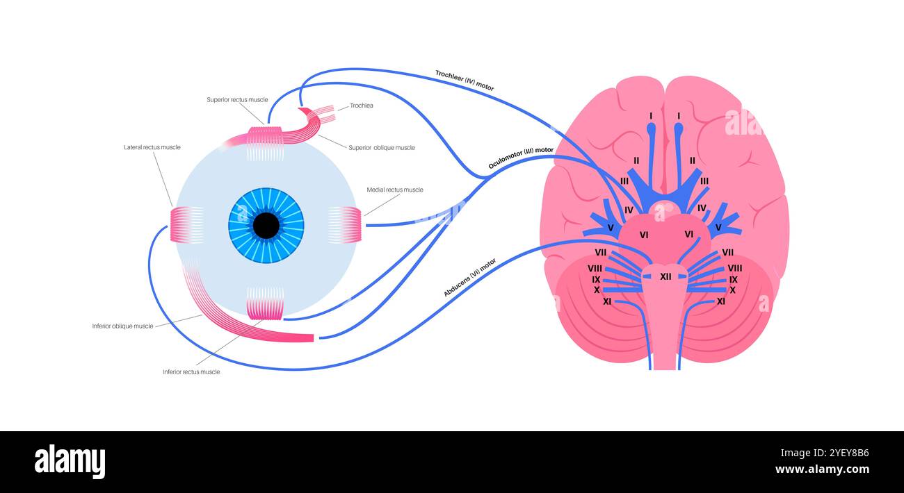 Illustration of the motor nerves of the eye, including the abducens ...