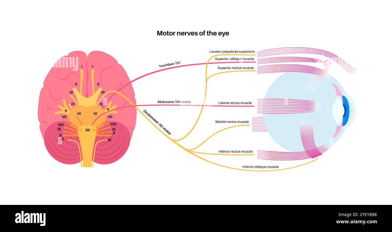 Illustration of the motor nerves of the eye, including the abducens ...