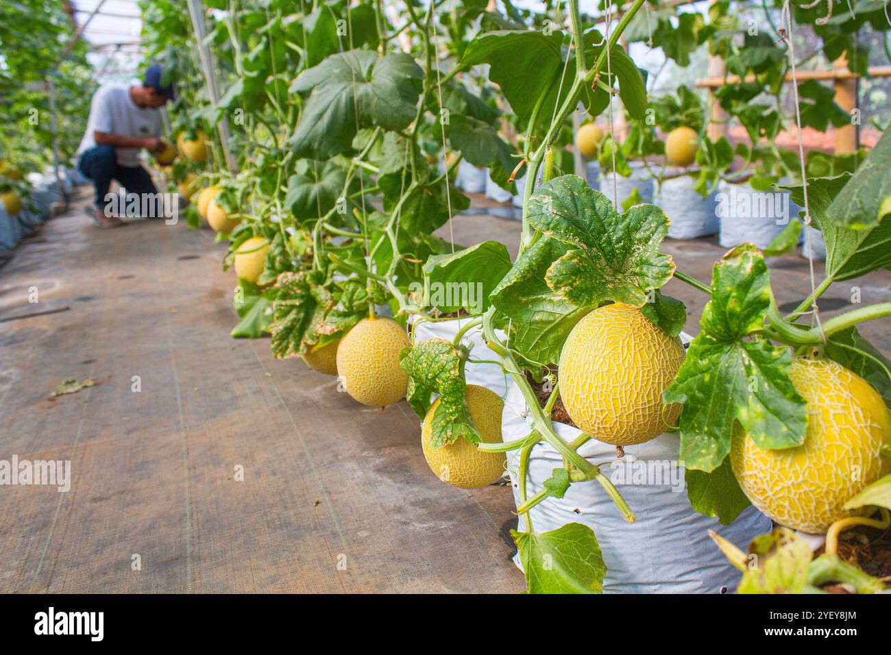 A worker harvests inthanon melon fruits at a melon plantation. The ...