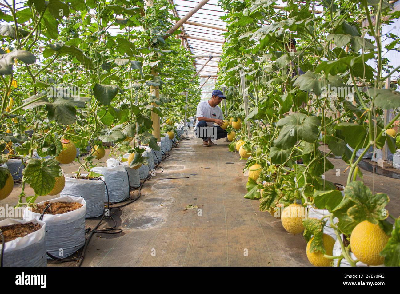 A worker harvests inthanon melon fruits at a melon plantation. The ...