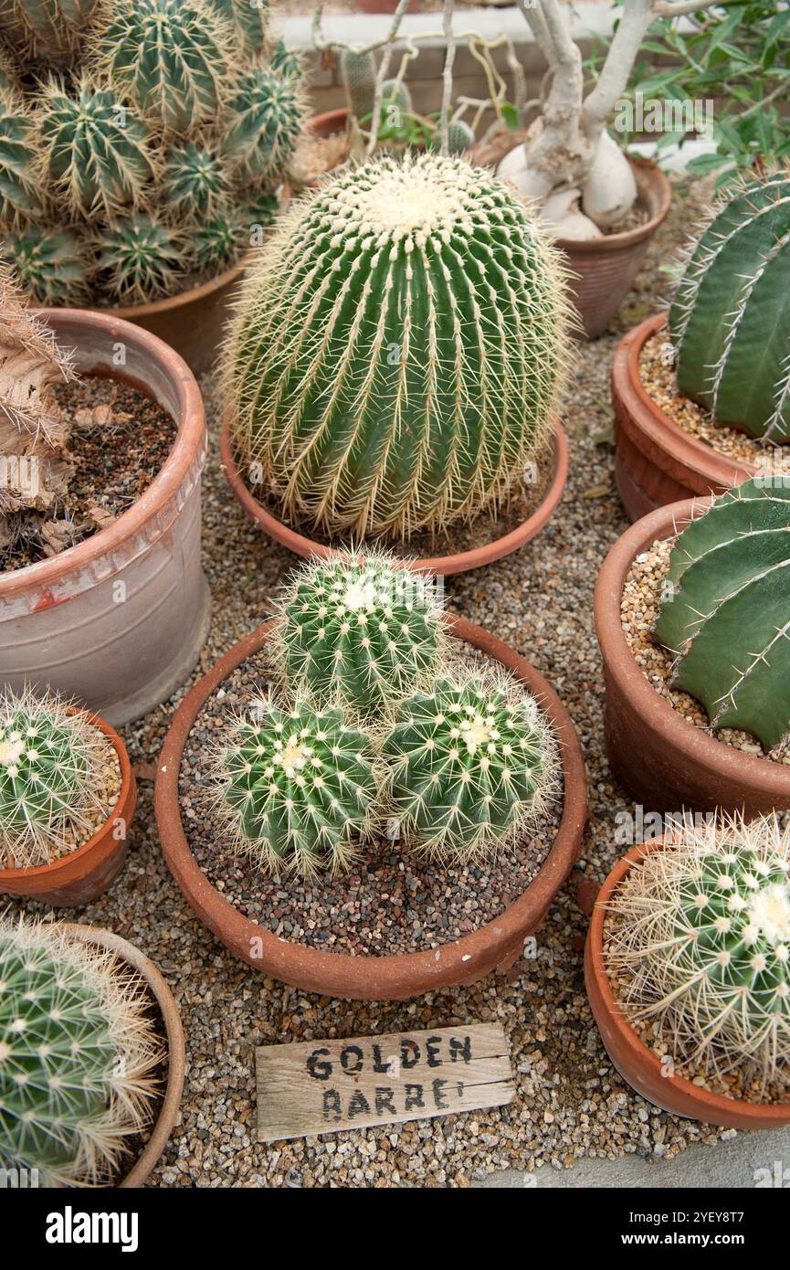 Mooten Botanical Garden, greenhouse, display, Golden Barrel, hothouse ...