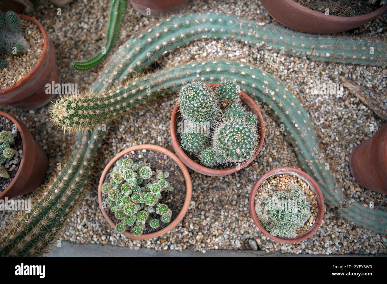 Moorten Botanical Garden, greenhouse, display, , hothouse, cactus ...