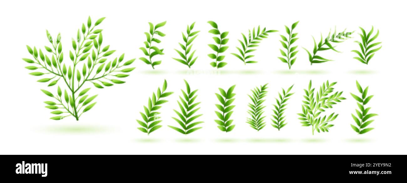 natural green herb leaves botanical collection design Stock Vector ...