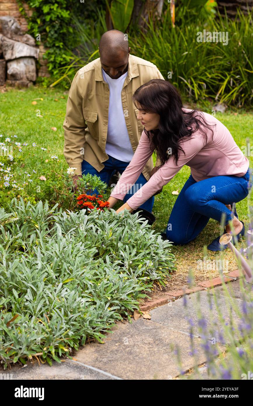 multiracial couple gardening together, tending plants in lush backyard ...