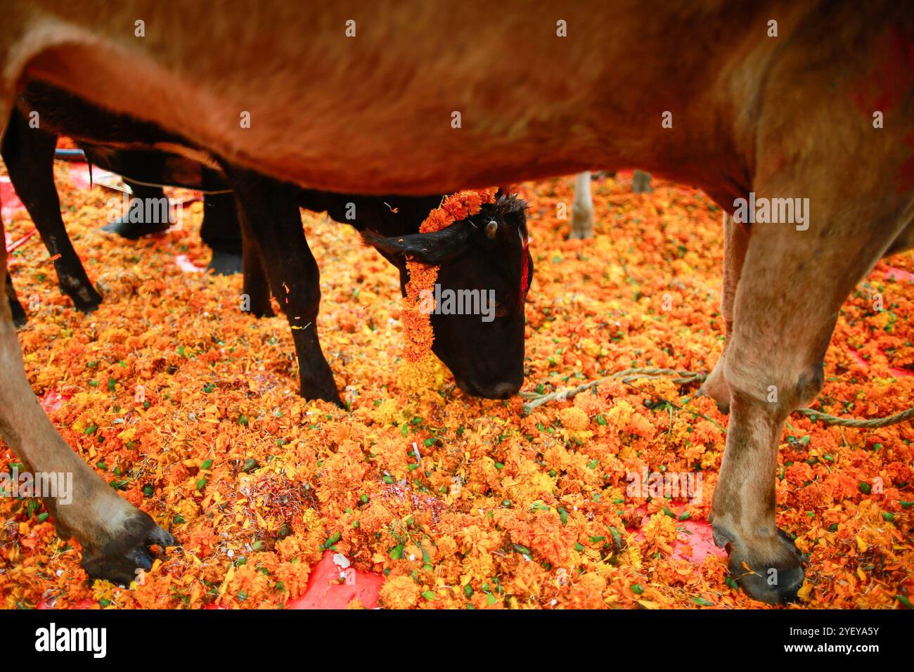 Lalitpur, Nepal. 02nd Nov, 2024. Cows are seen on a ground flooded with ...