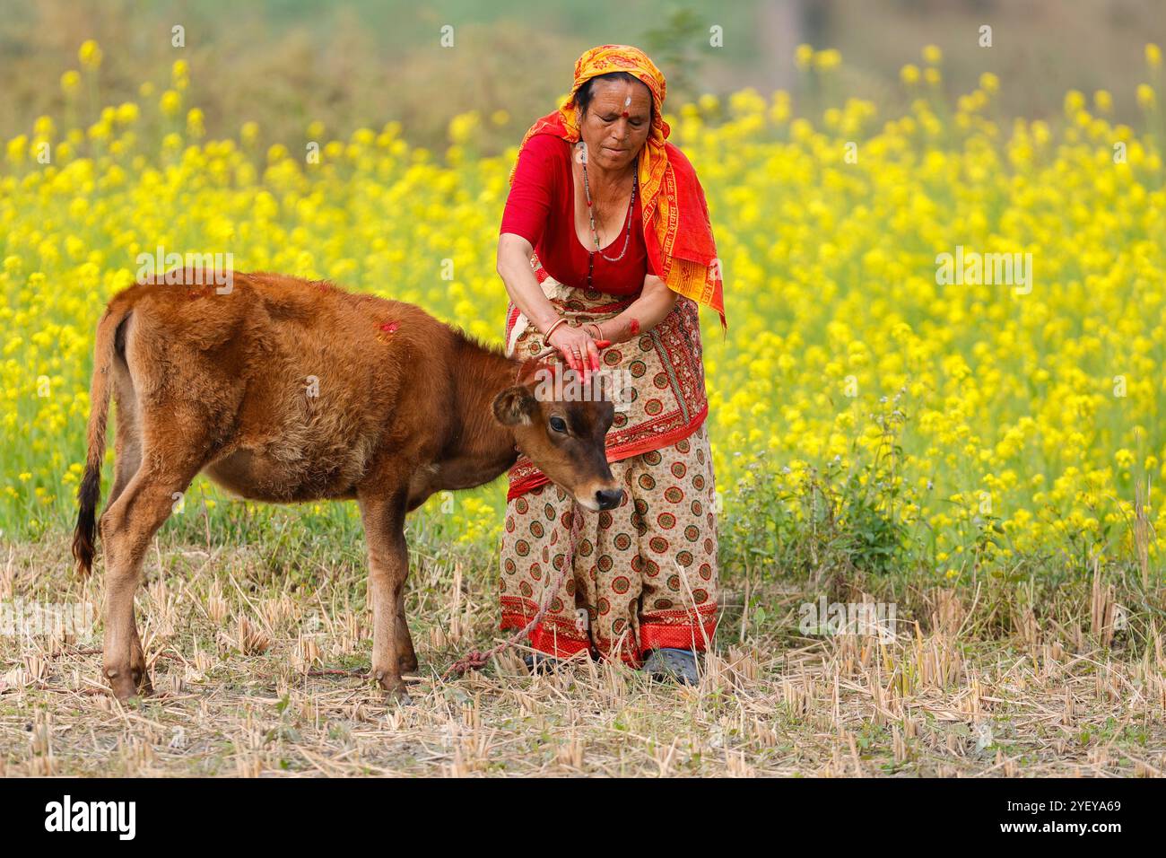 Lalitpur, Nepal. 02nd Nov, 2024. A woman worships her cow along the ...