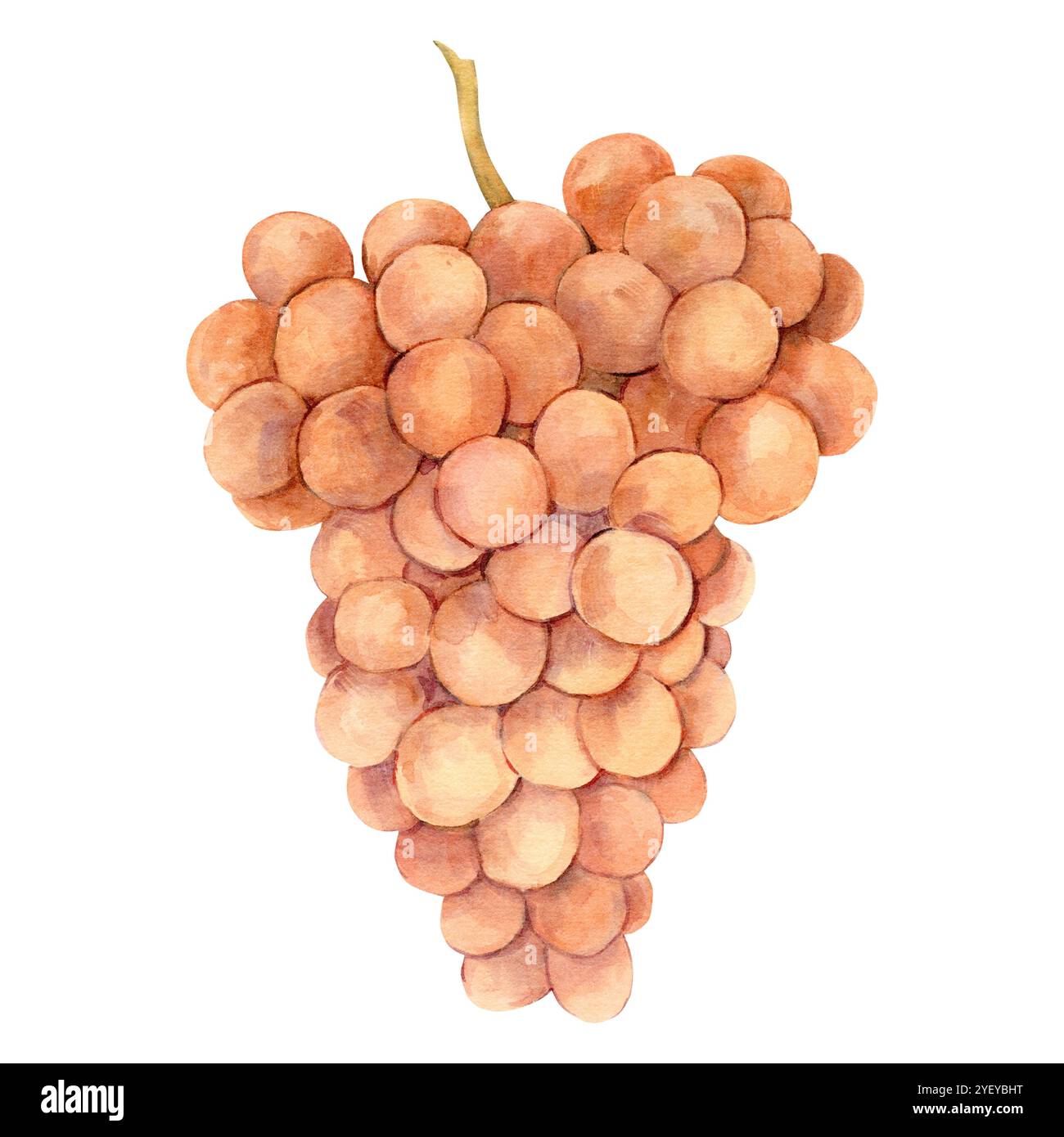 Watercolor orange muscat grapes. Illustration of sweet fruit isolated ...