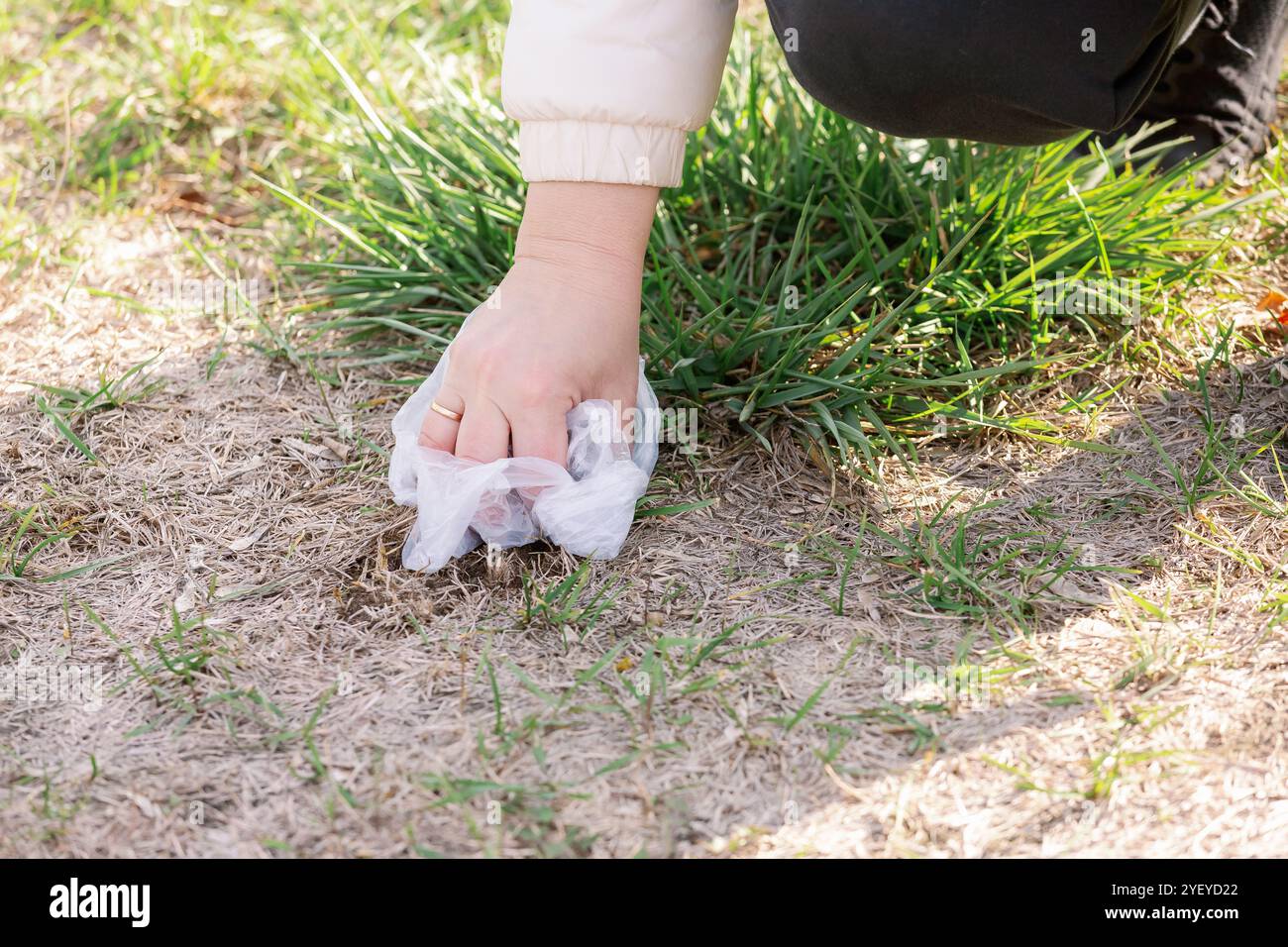 Close-up of an anonymous person's hand picking up dog feces with a ...
