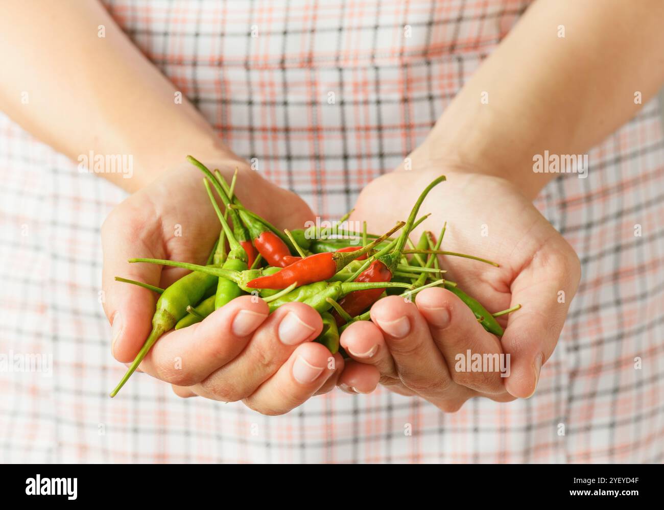 Hands hold young green hi-res stock photography and images - Alamy