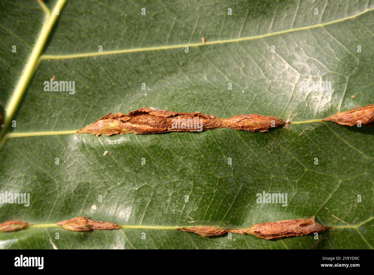 Green leaf/leaves of sacred fig (Ficus religiosa) infected with woody ...