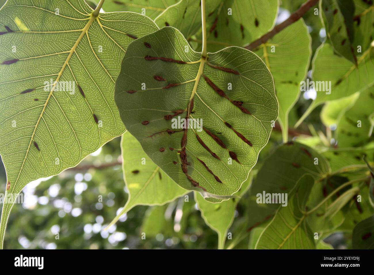 Green leaf/leaves of sacred fig (Ficus religiosa) infected with woody ...