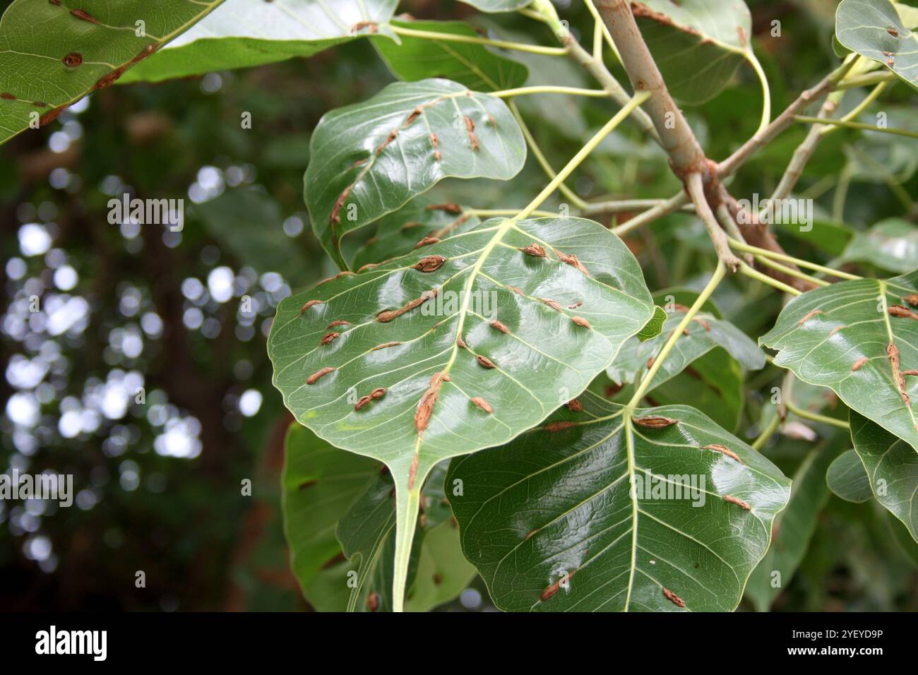 Green leaf/leaves of sacred fig (Ficus religiosa) infected with woody ...