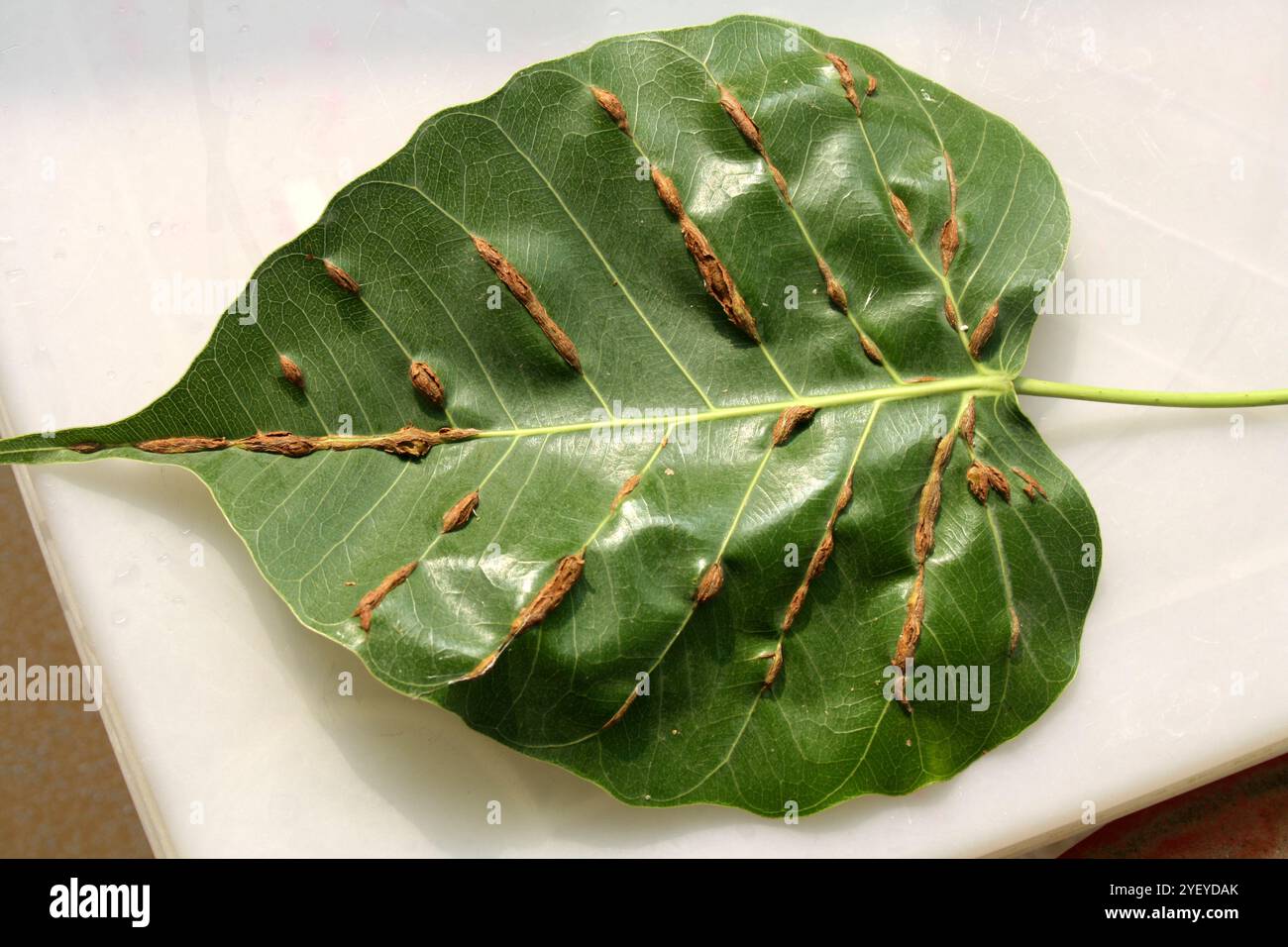 Green leaf/leaves of sacred fig (Ficus religiosa) infected with woody ...