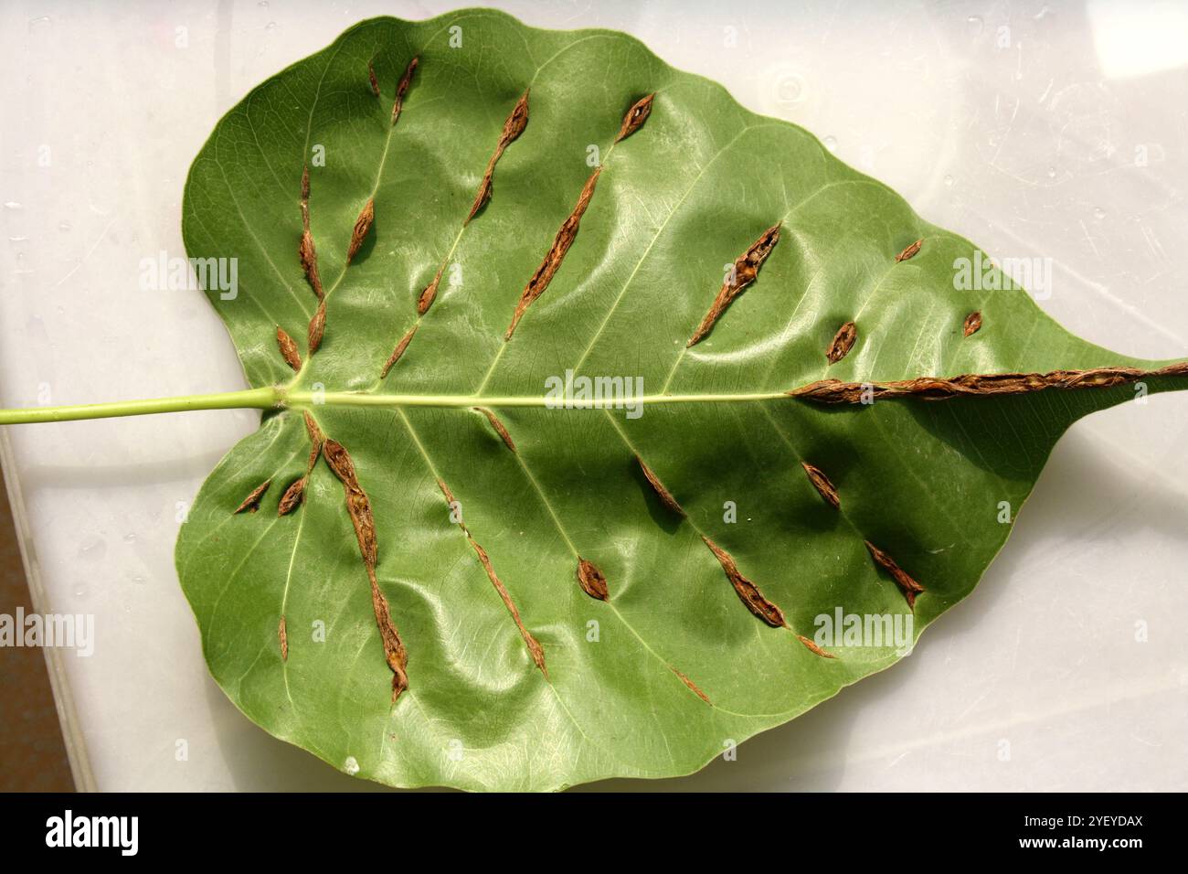 Green leaf/leaves of sacred fig (Ficus religiosa) infected with woody ...