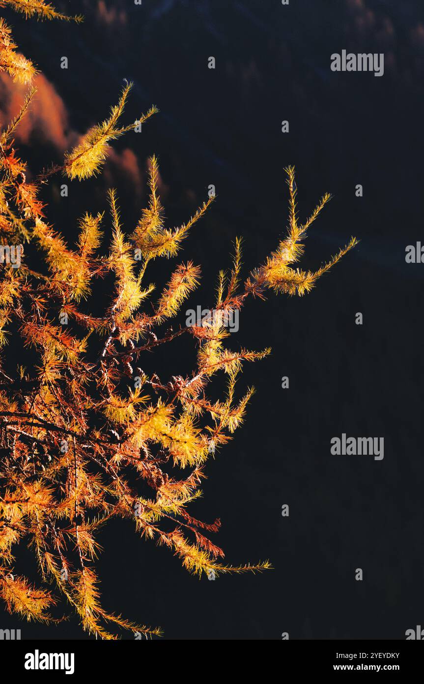 Golden color autumn larch branches on a black background Stock Photo ...