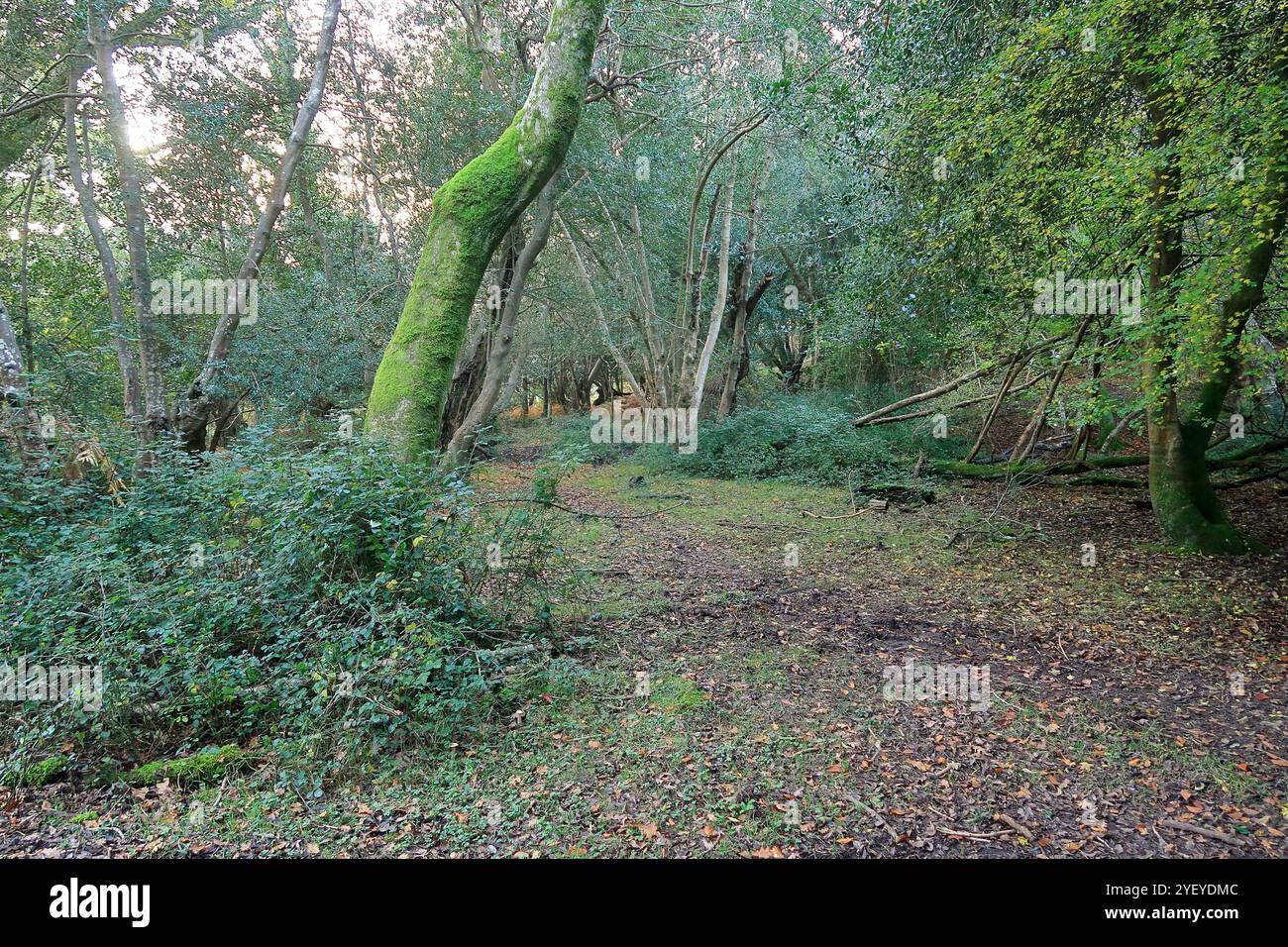 A picturesque woodland landscape in the New Forest at Burley Stock ...