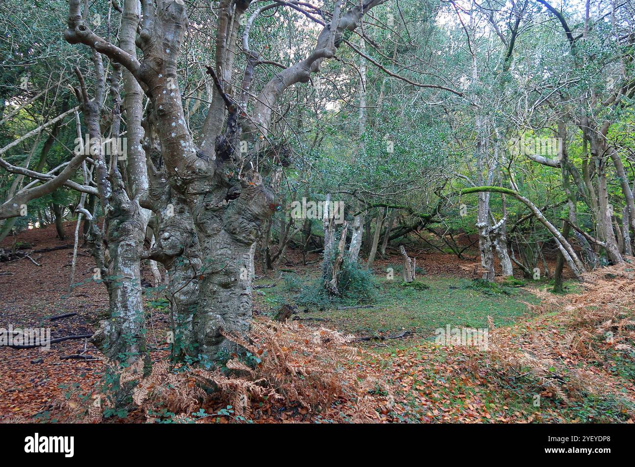Dense forest view hi-res stock photography and images - Alamy