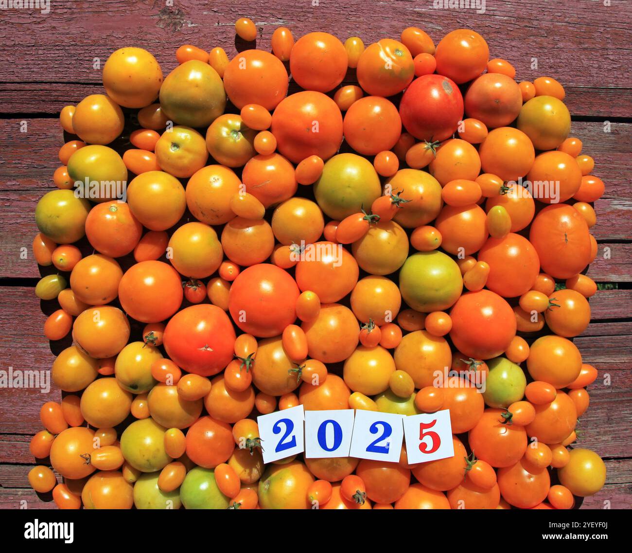 Numbers of 2025 year. Paper square numbers on ripe orange tomatoes ...