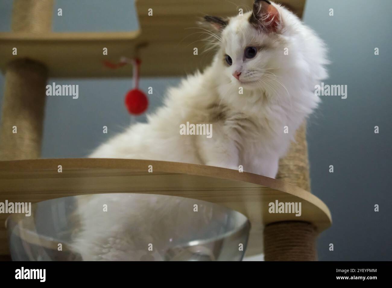 Cute, small Ragdoll cat in clear bowl on cat tree. 3 months old Stock ...