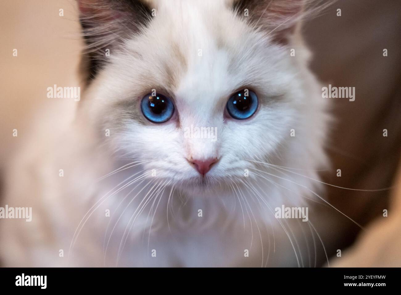 Cute, small Ragdoll cat. 4 months old. Standing on the floor and asking ...