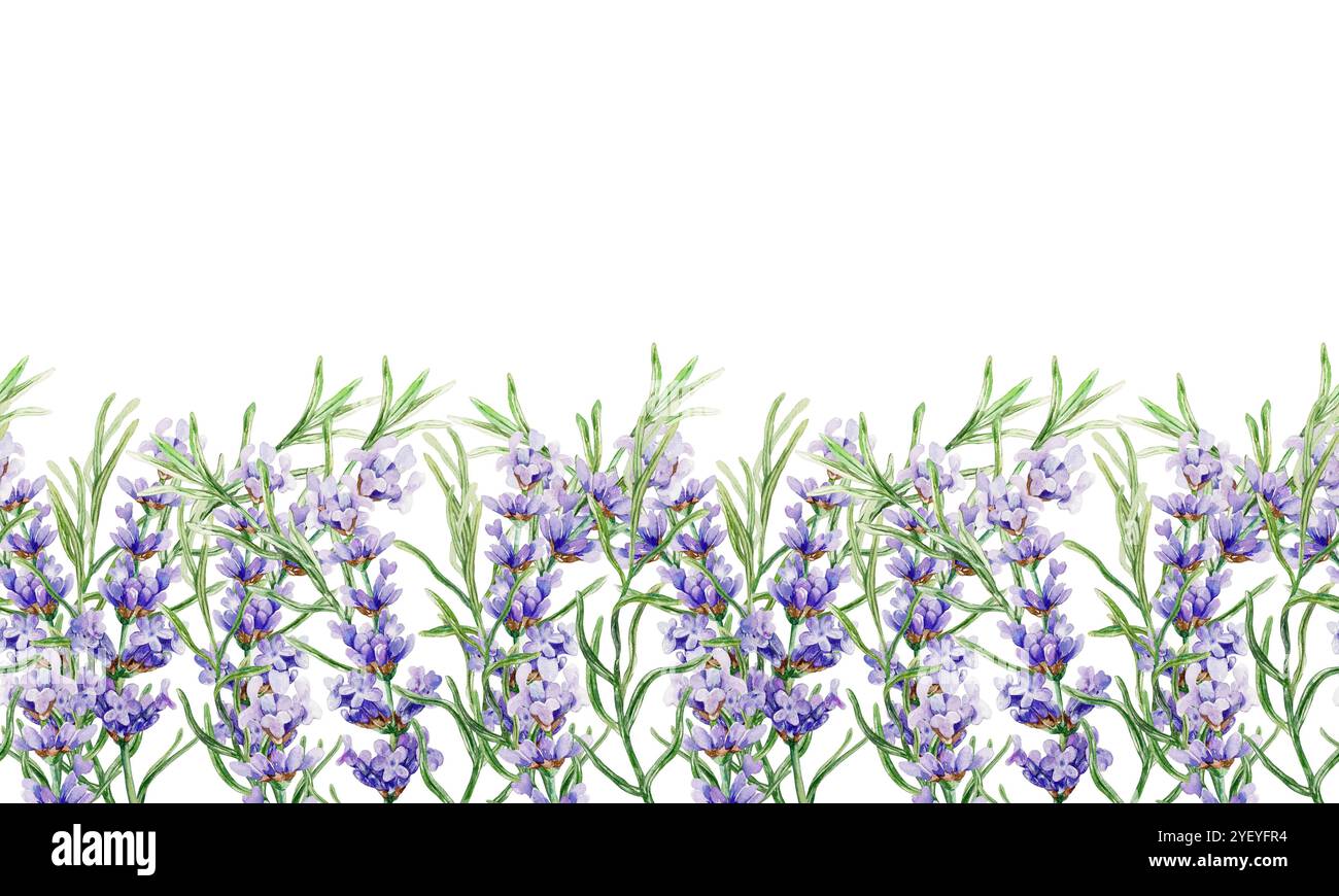 Lavender seamless border, horizontal. Hand drawn watercolor ...