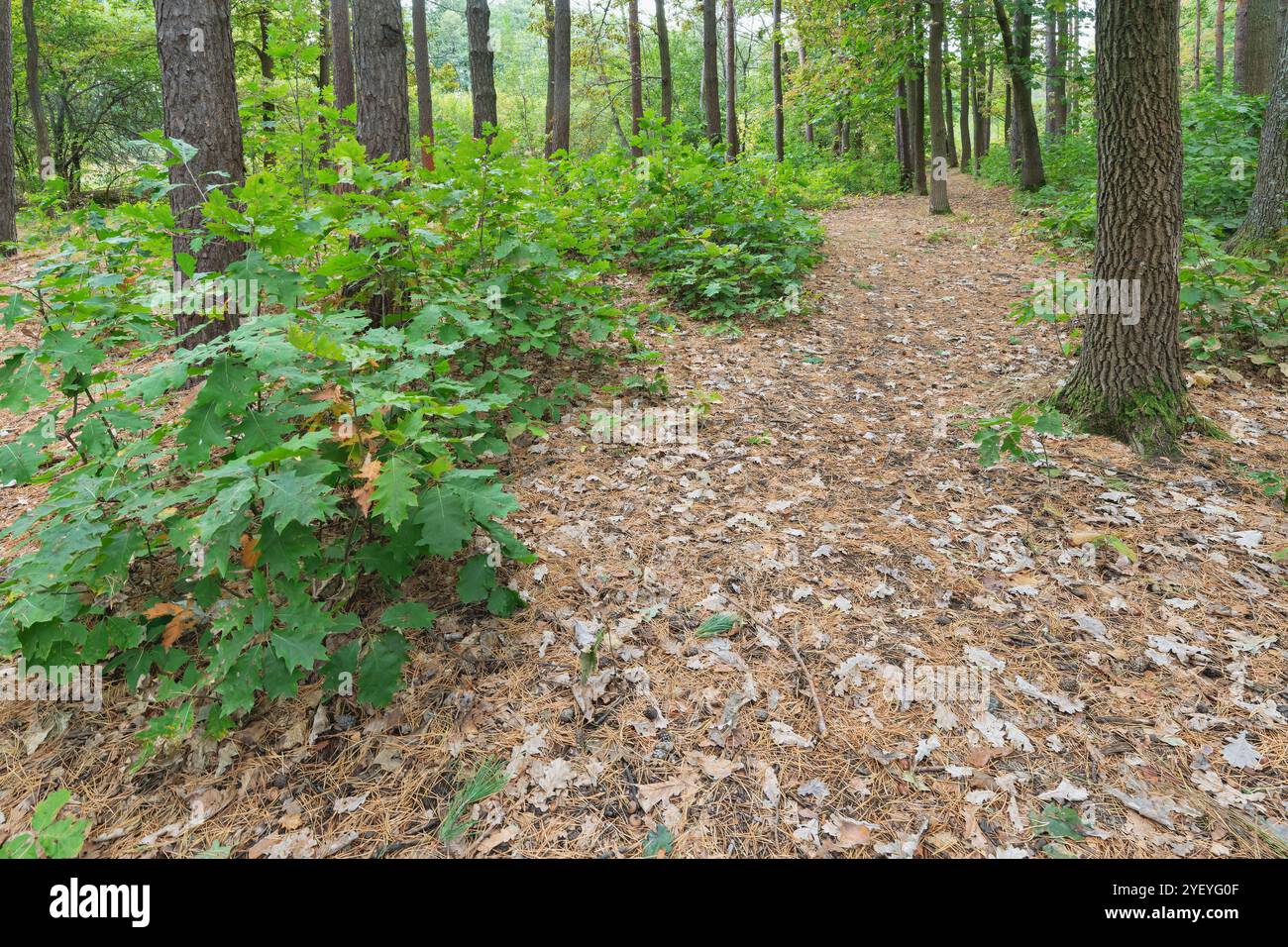young oak trees along a forest path Stock Photo - Alamy