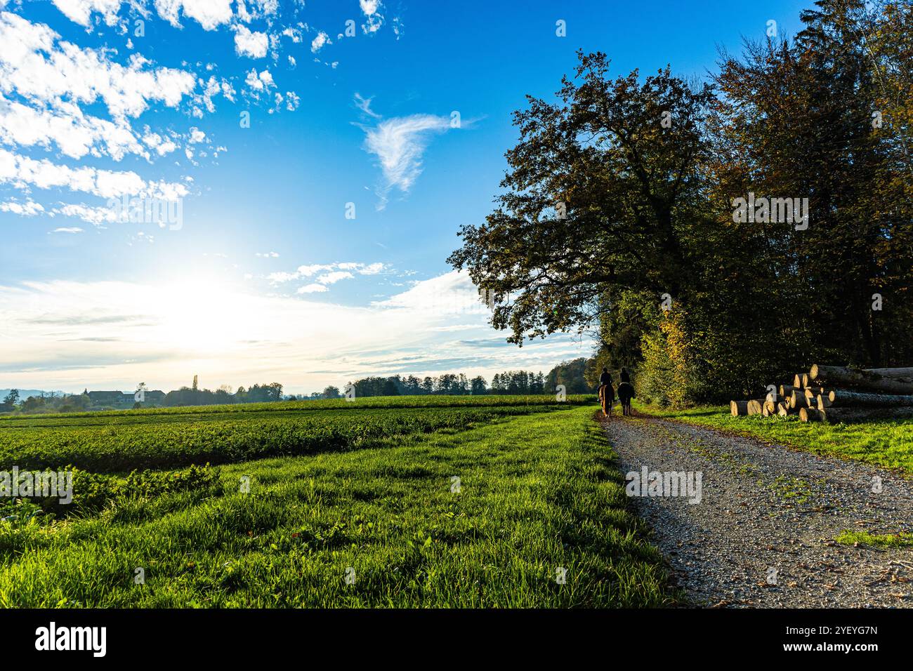The painting shows a forest entrance in a Swiss forest near Kreuzlingen ...