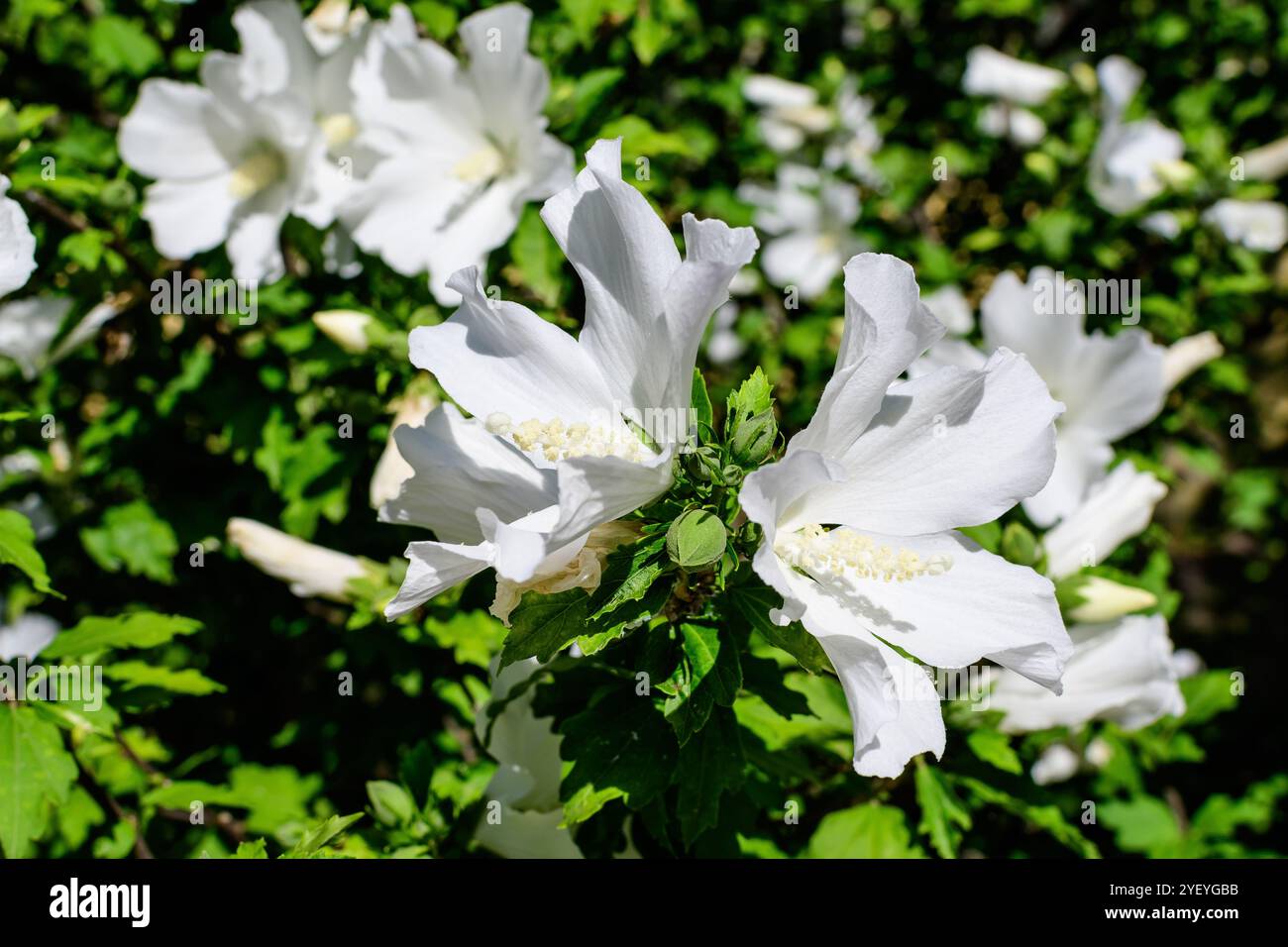 One white flower of hibiscus syriacus plant, commonly known as Korean ...