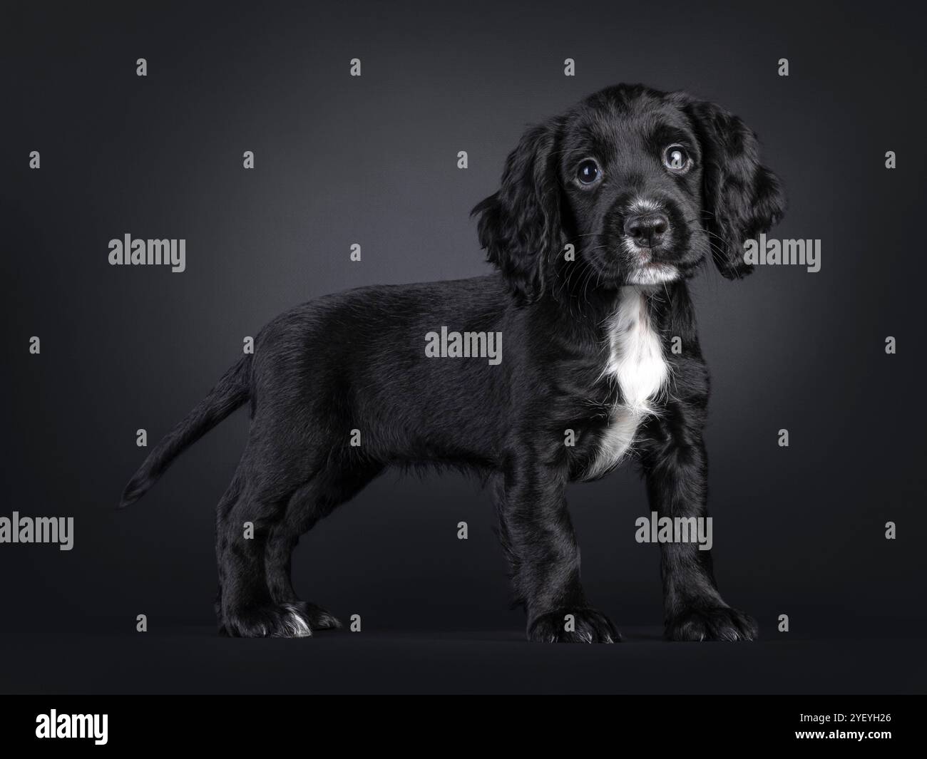 Cute English working cocker spaniel dog puppy, standing side ways ...