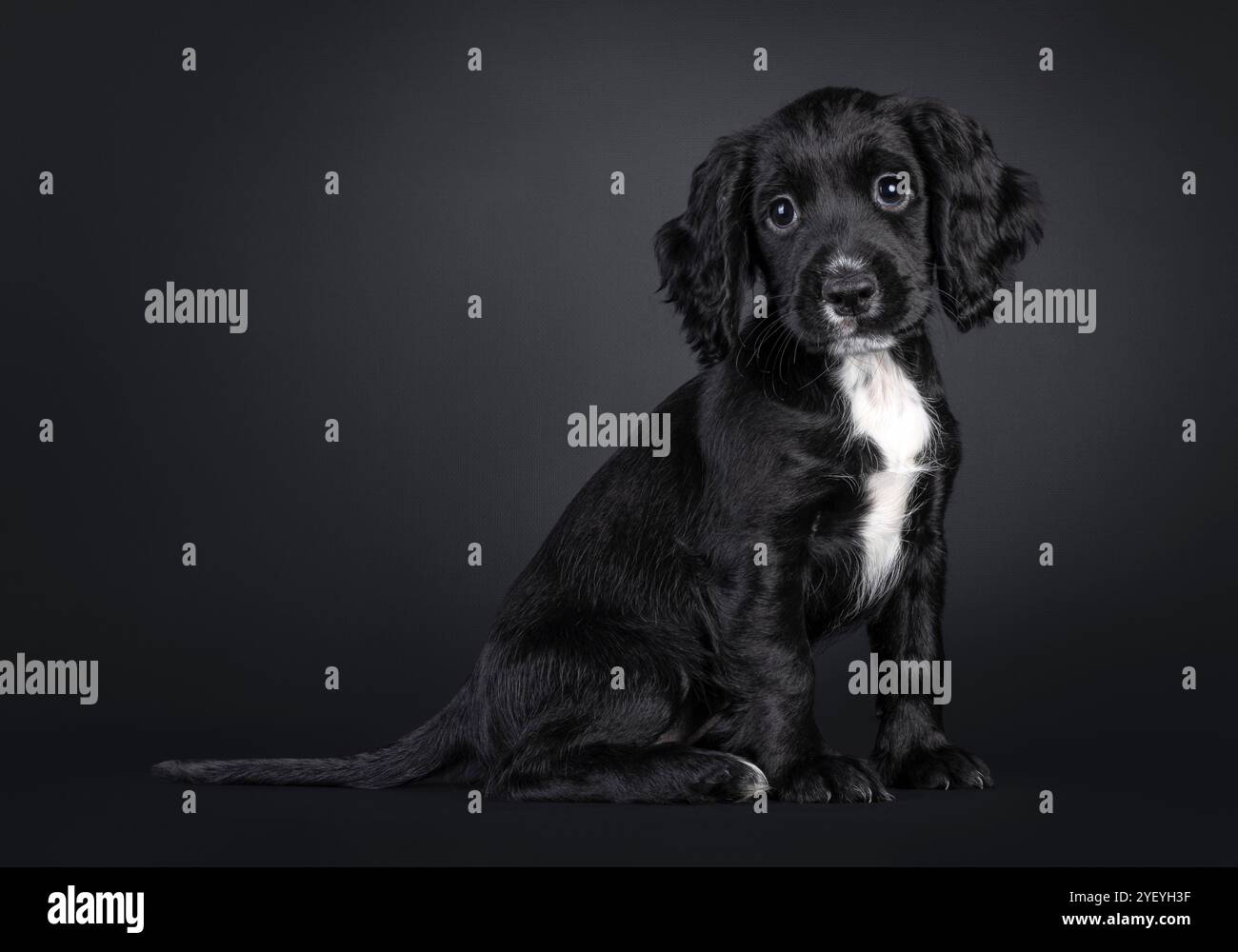 Cute English working cocker spaniel dog puppy, sitting up side ways ...