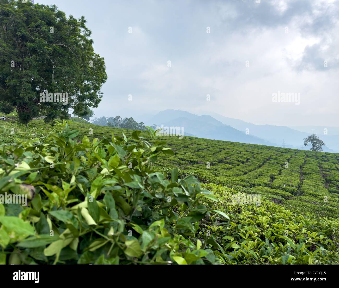 Beautiful view of tea plantations for the Chithirapuram View Point ...