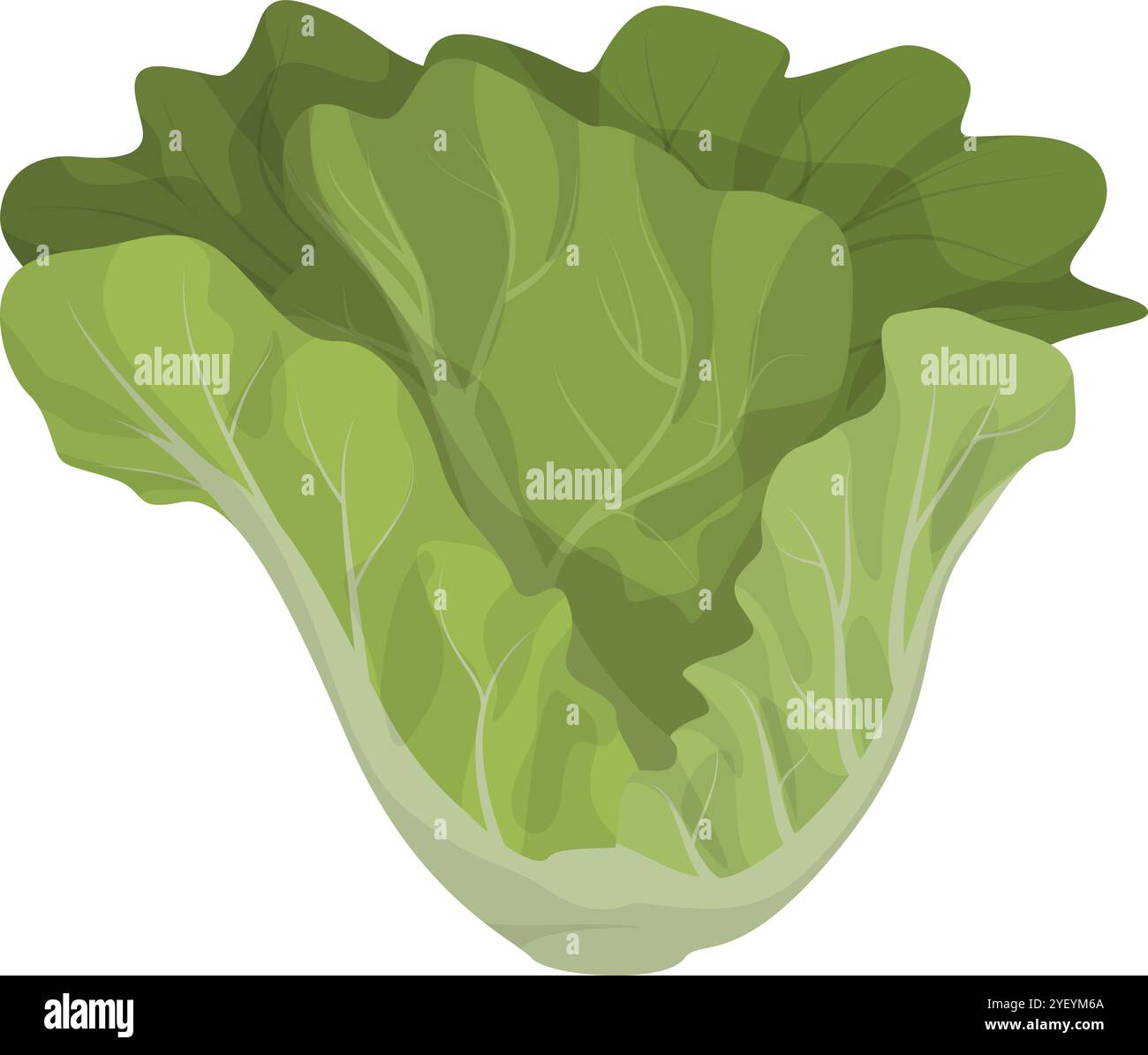 Detailed Lettuce Vector Illustration for Organic Produce Stock Vector ...