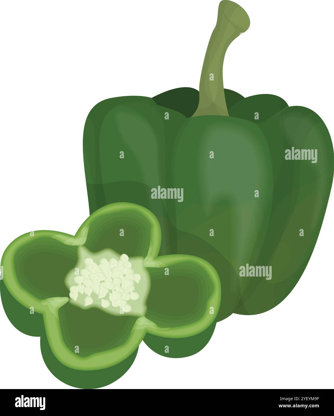 Detailed Vector Illustration of Green Capsicum for Food Menus Stock ...