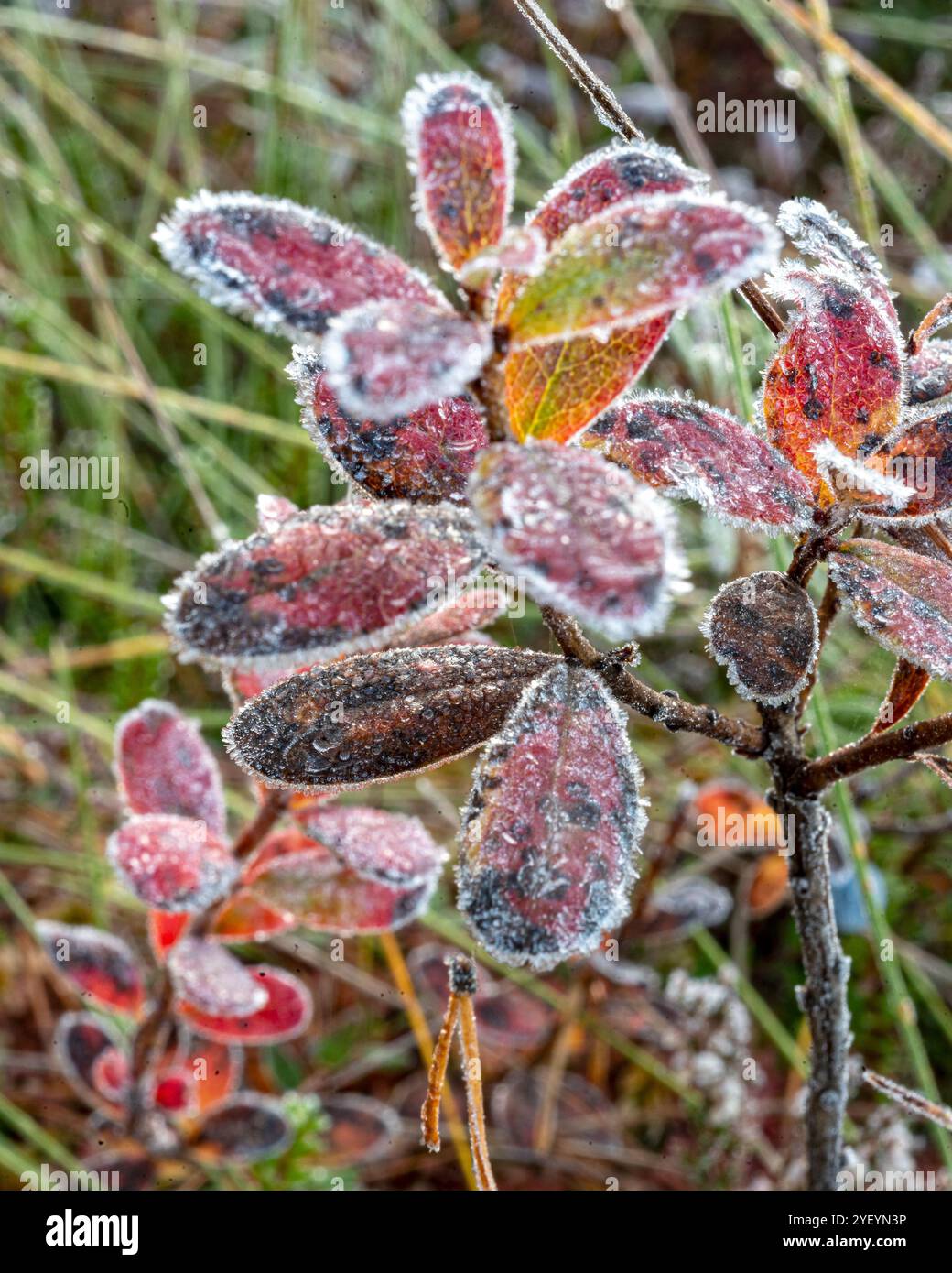 macro photography of wonderful frost-struck bog plants, close-up view ...