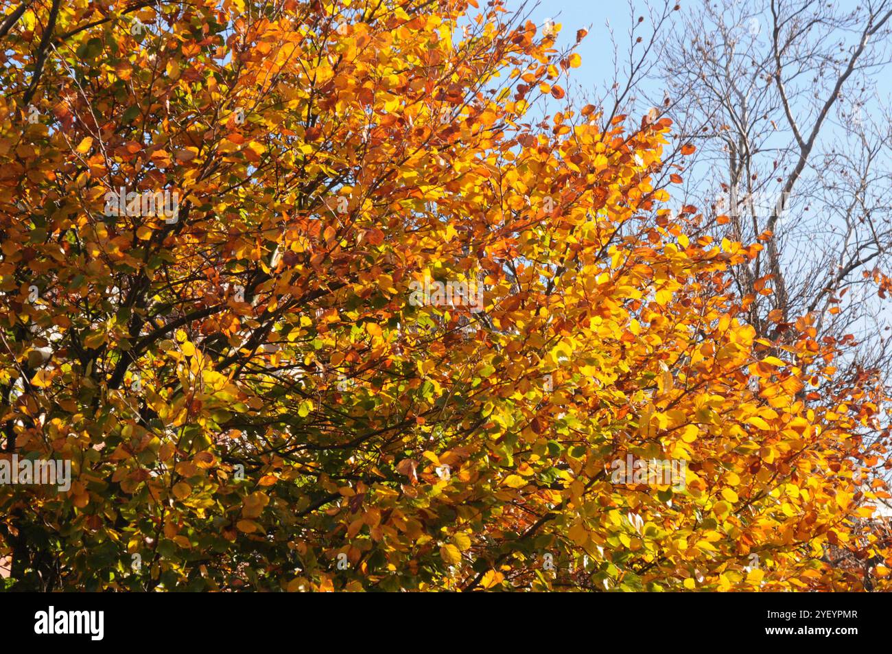 Copenhagen/ DenmarK/02 Nov. 2024/ Yellow and brown leaves shows autumn ...