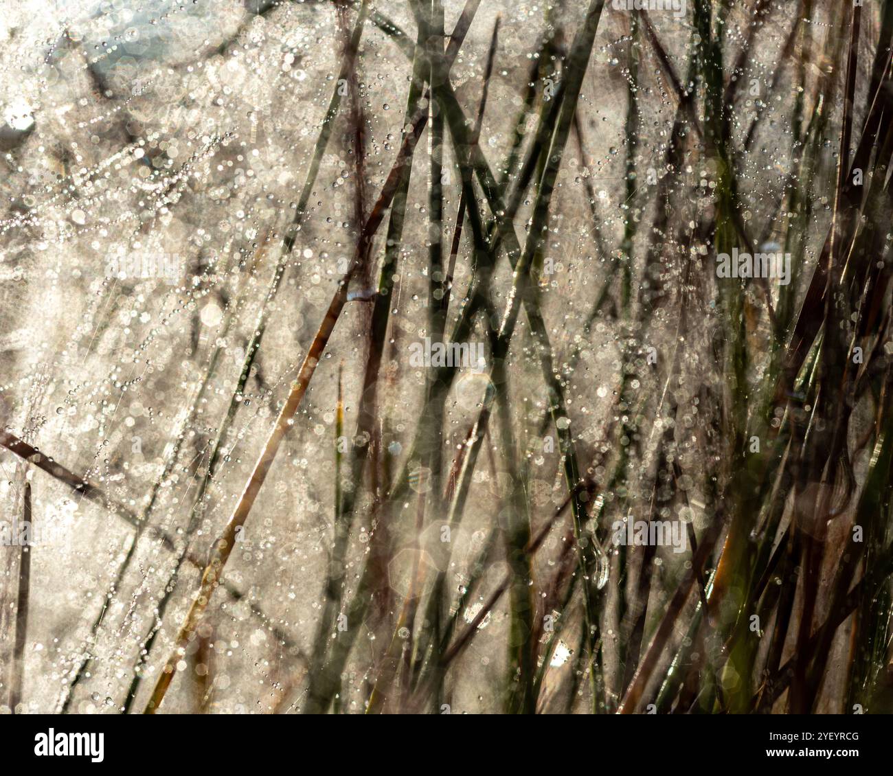 macro photo with wonderful spider webs, close-up view, delicate nature ...