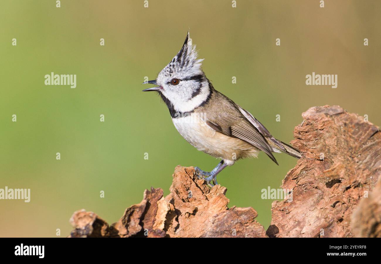Lophophanes cristatus aka Crested tit with open beak. Lovely small bird ...