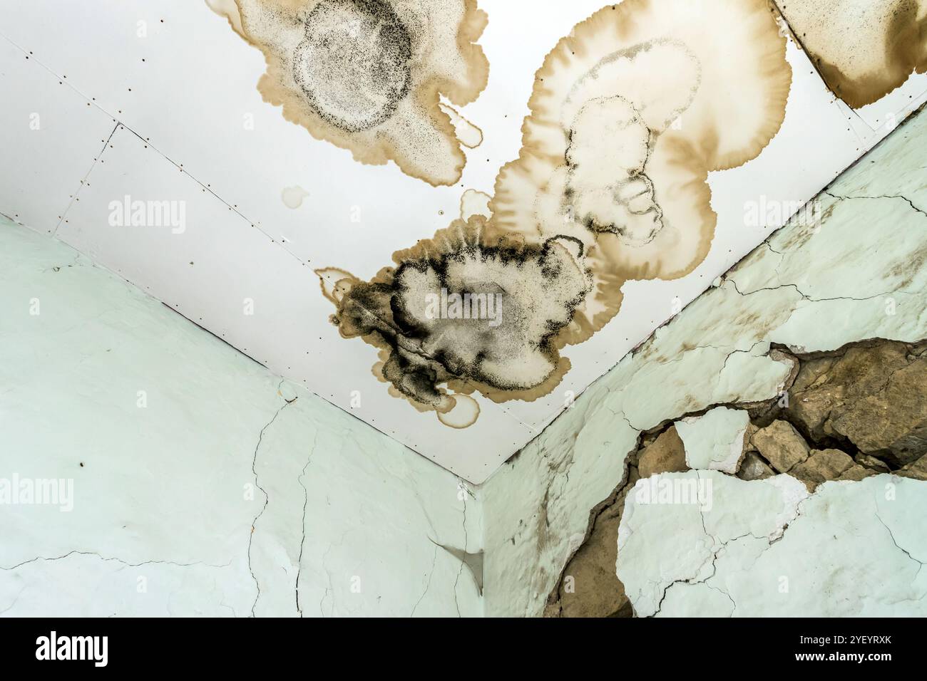 Mold fungus on ceiling and wall of room creating health problems for ...