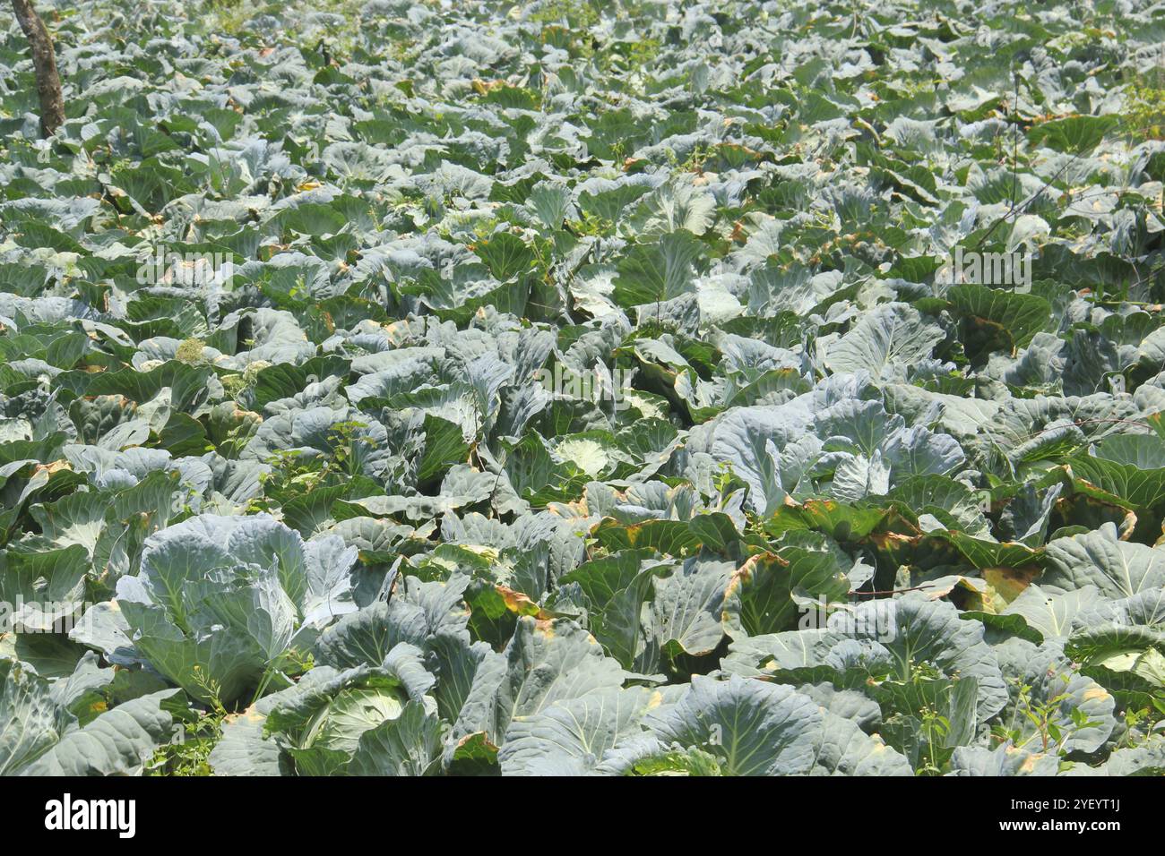 green cabbage growing on the plantation Stock Photo - Alamy