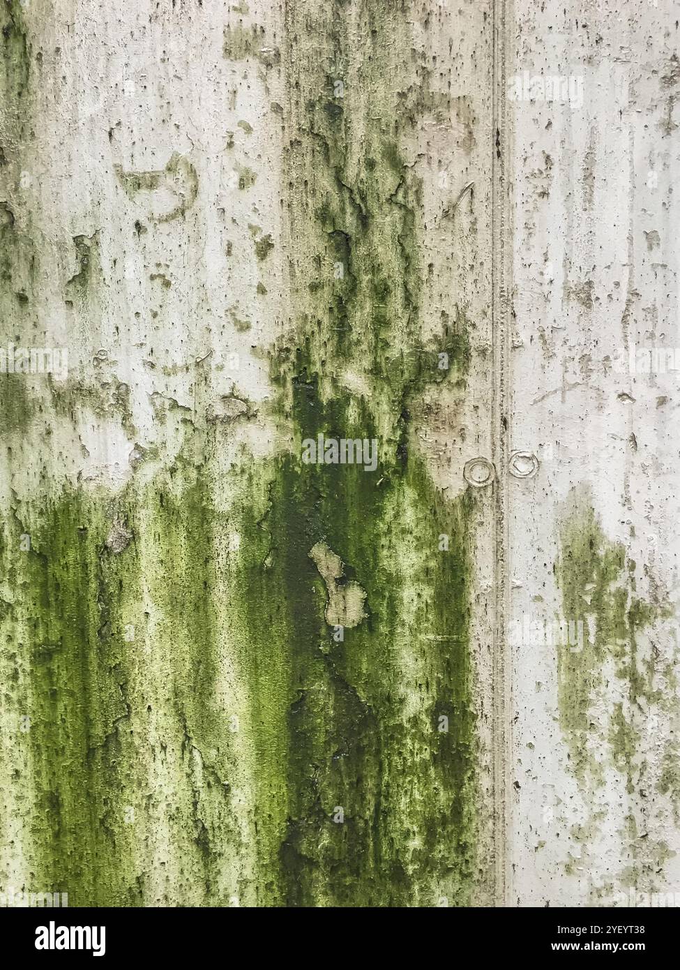 Wall damaged by moisture, mold, moss. Poor living conditions. The ...