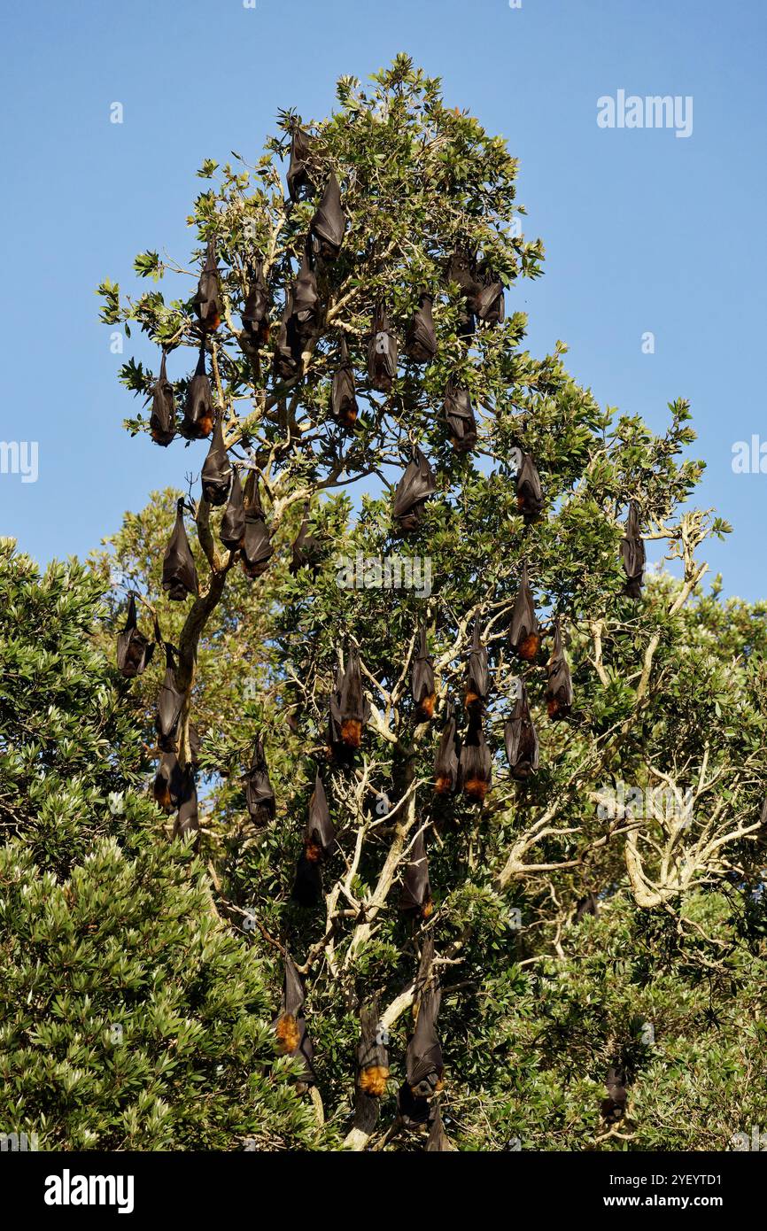 Flying fox colony hi-res stock photography and images - Alamy