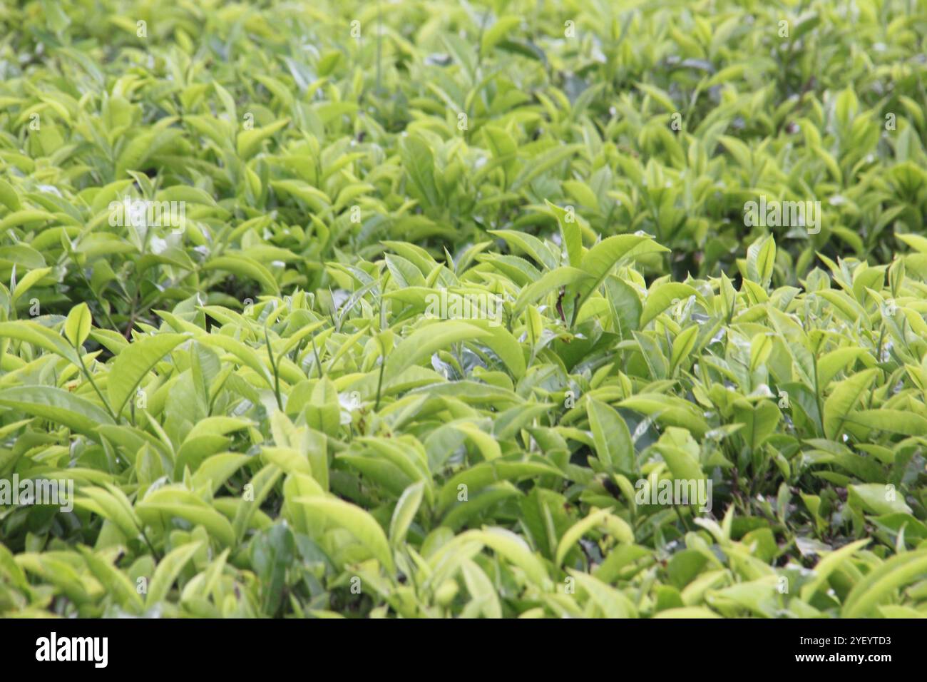 Pangalengan, Tea Plantation, Bandung, Indonesia Stock Photo - Alamy