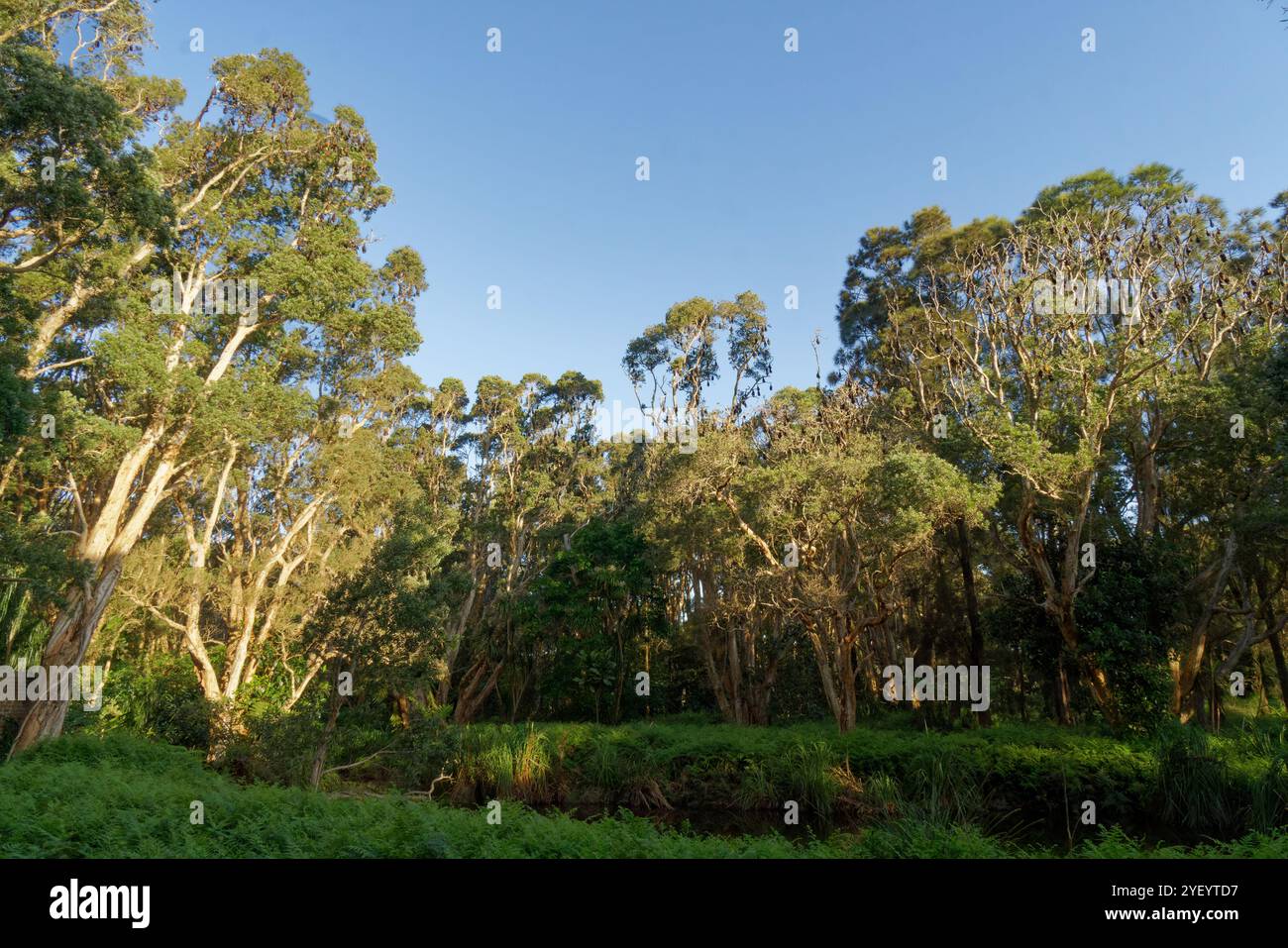 Sydney fauna hi-res stock photography and images - Alamy