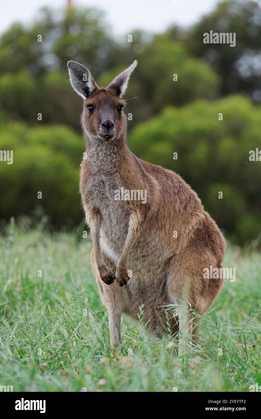 Australian kangaroo standing hi-res stock photography and images - Alamy