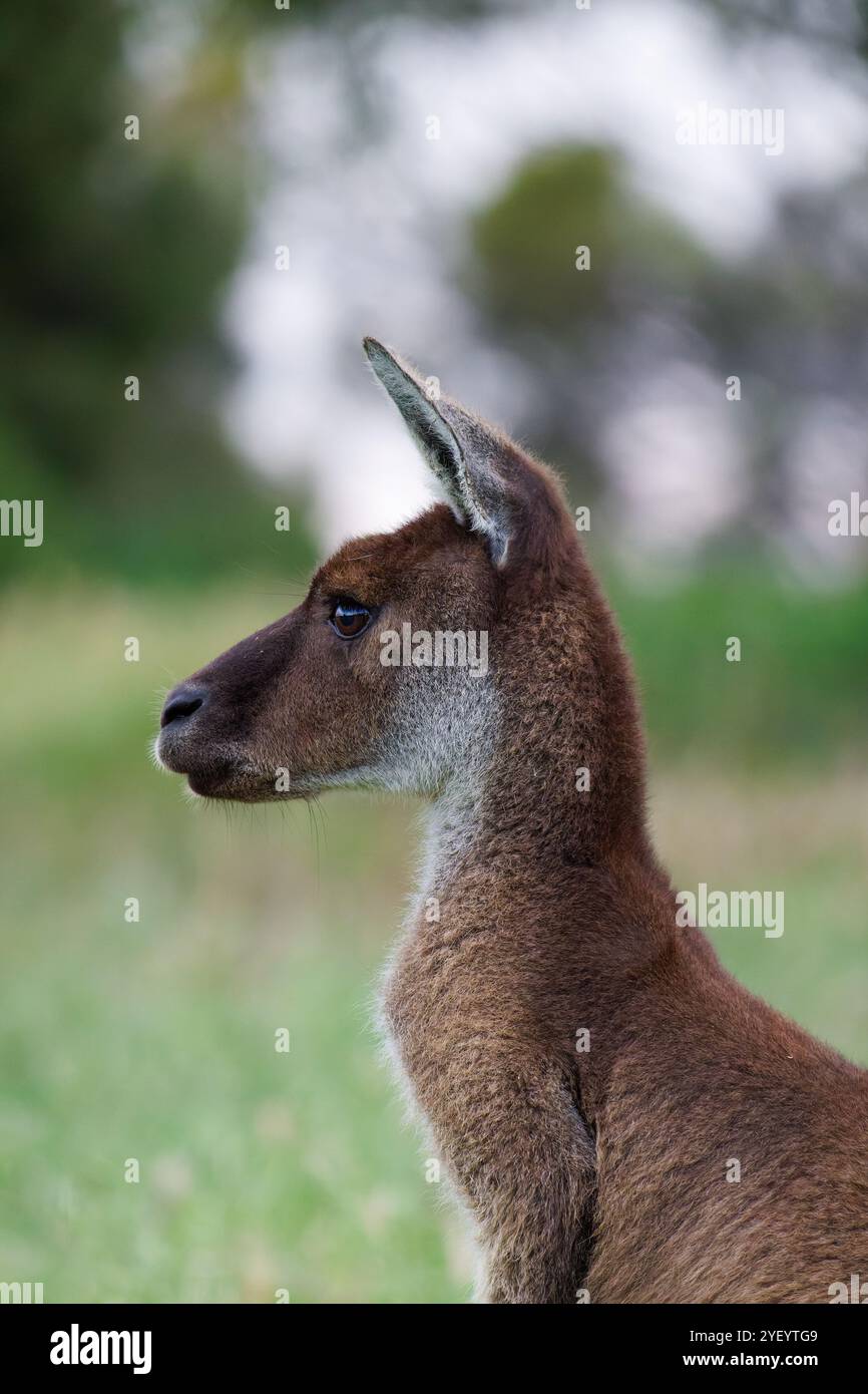 Australian kangaroo standing hi-res stock photography and images - Alamy